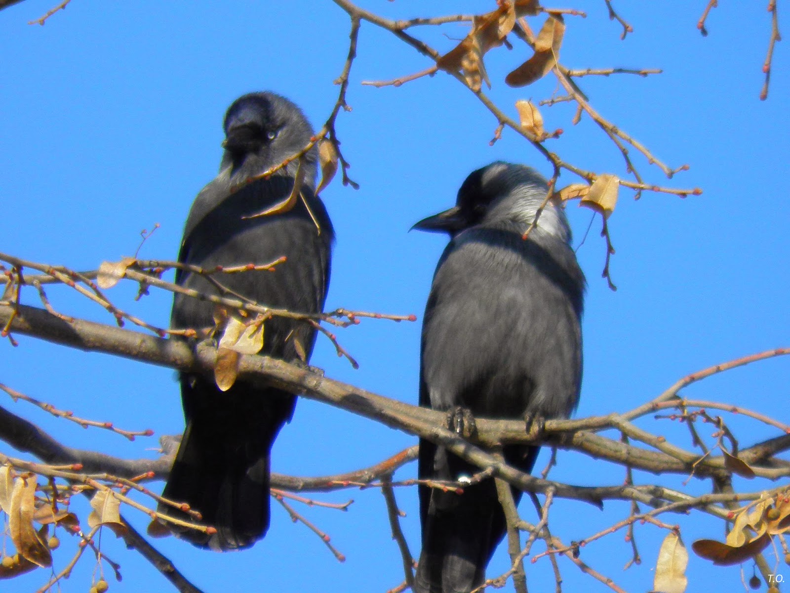 PASARI DIN ROMANIA: STANCUTA, Corvus monedula
