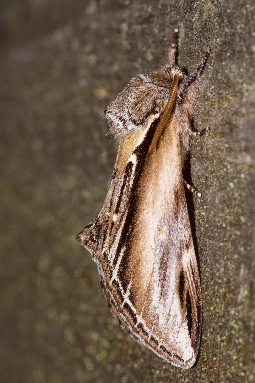 The Kerry Birder: Moths