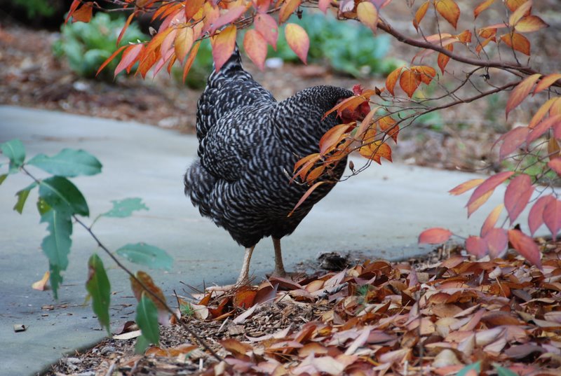 Chickenville: Roxanne - The Chicken with Superpowers