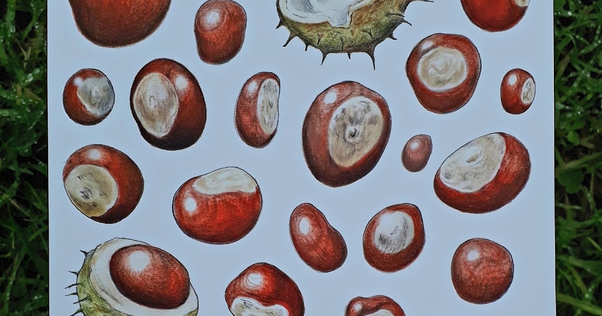 Christine Berrie: Drawing Collections - conkers