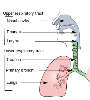 Kamus Istilah Biologi: Bronkus (bronchus)