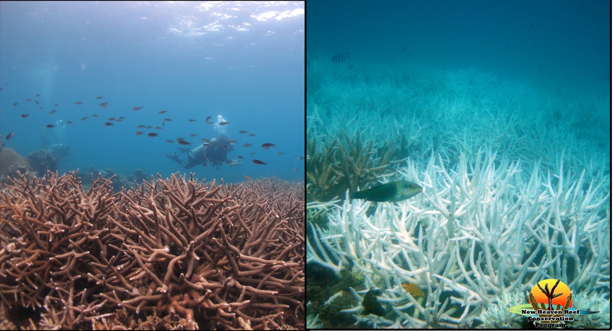 Green Heart At Work: Coral Reefs