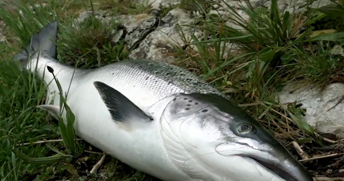 Naturaleza Cantábrica: El salmón se extingue ante nuestros ojos