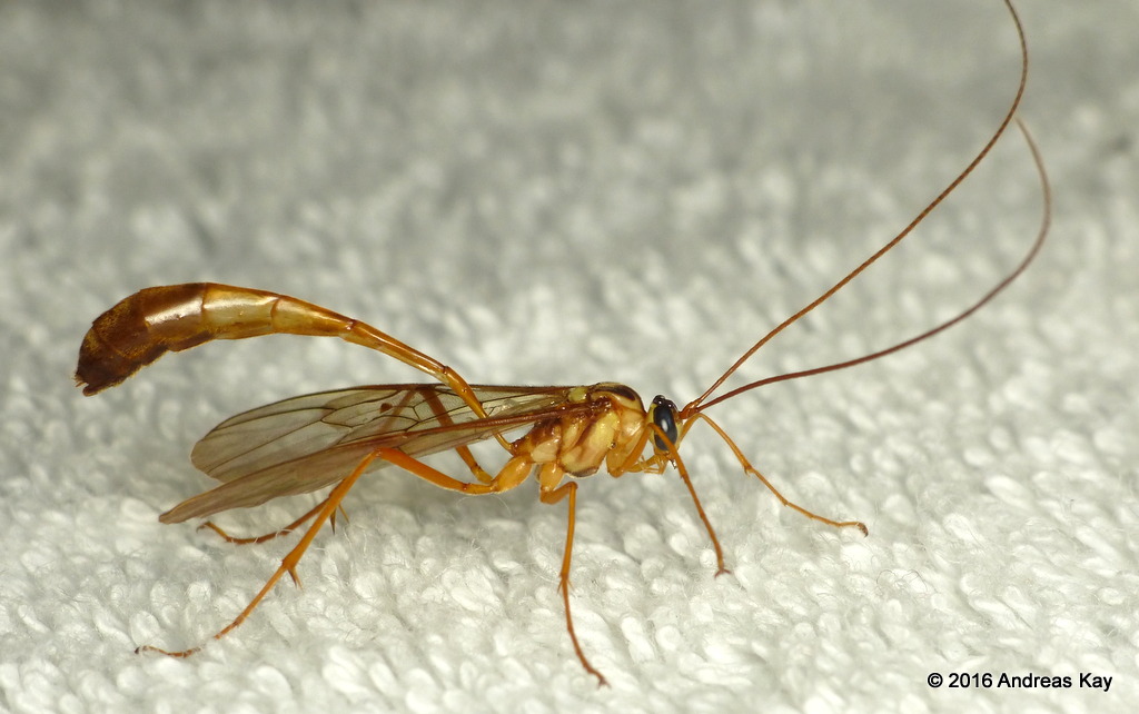 Variety of Life: Enicospilus