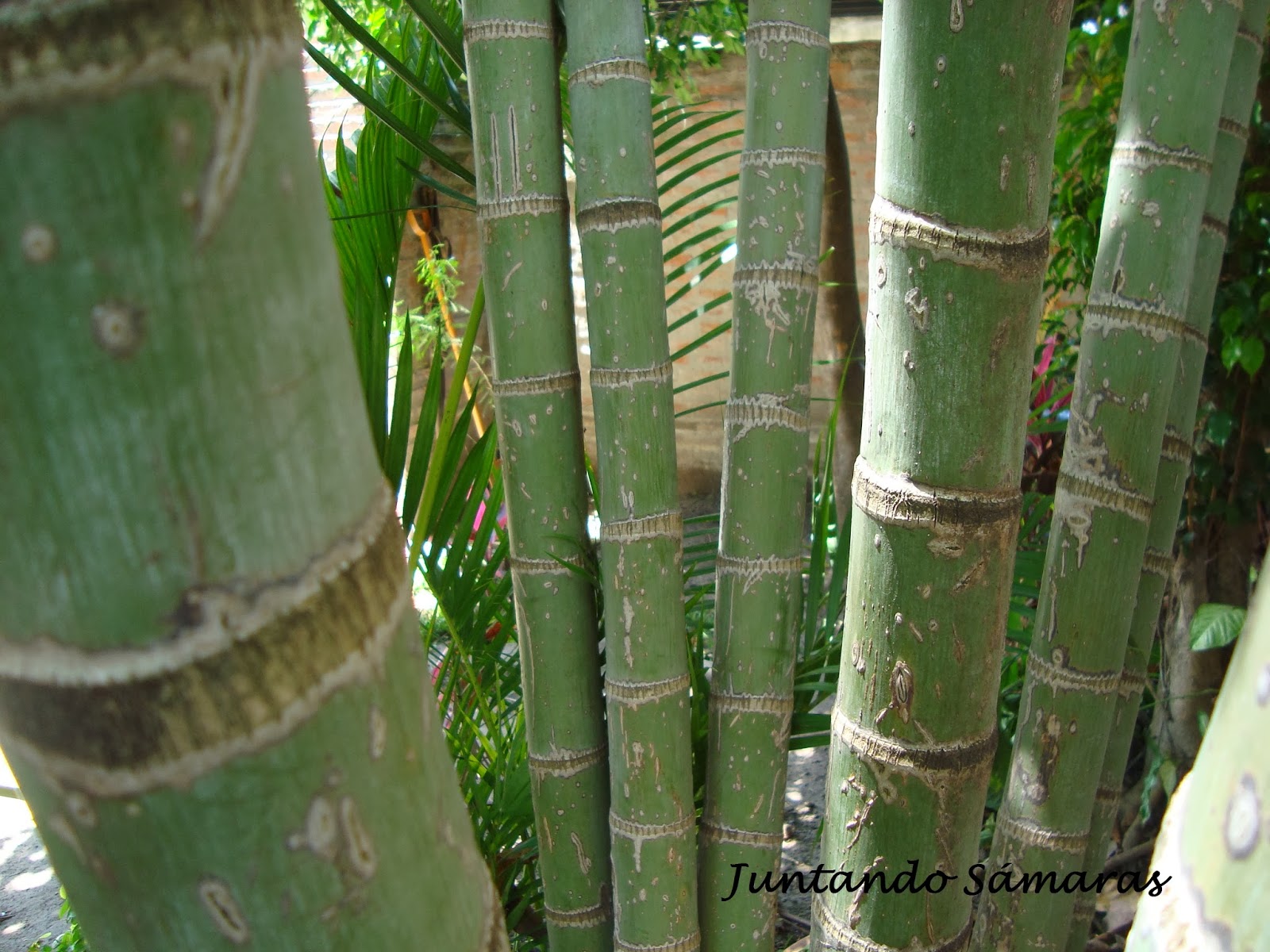 Juntando sámaras: UNA LINDA PALMERA PARA TU JARDÍN