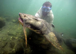 Goonch Catfish Pictures | Giant Devil Catfish - The Goonch Catfish