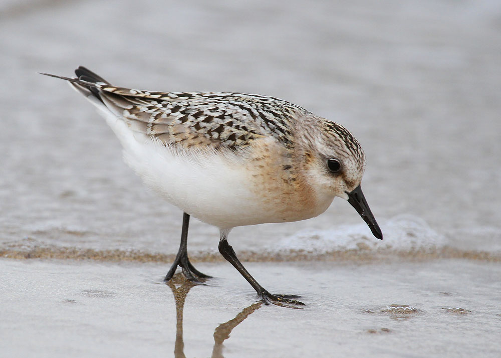 Richard Smith - Birdwatching Days Out: Sanderling and Baird's Sandpiper ...