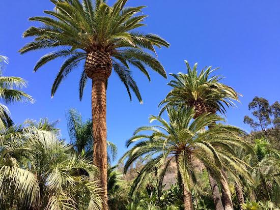 Gregory Palm Farms : Class A+++ "California Style" large palm trees ...