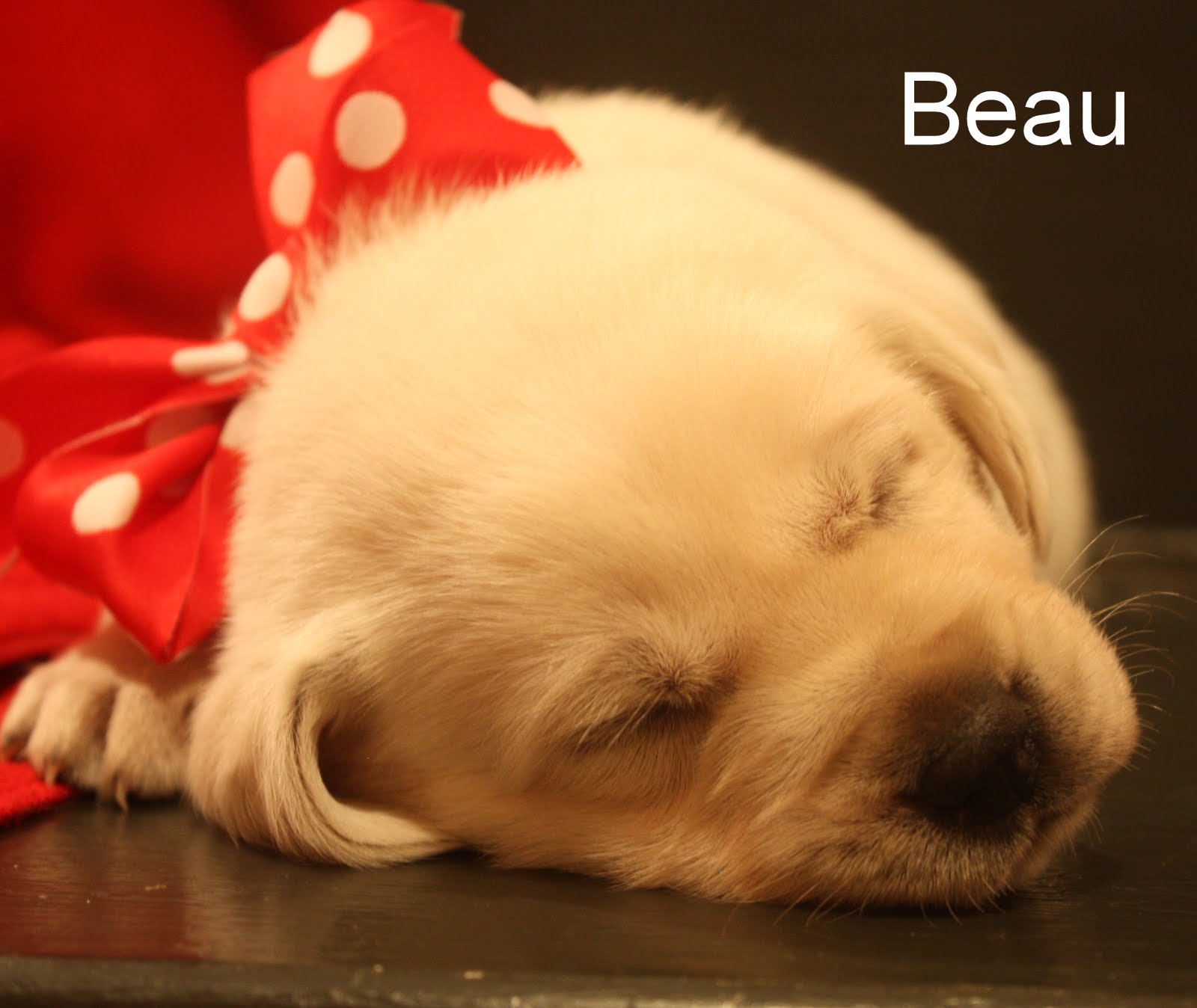 Maplewood Labradors: Snow White Labradors or AKA English Cream Puppies!