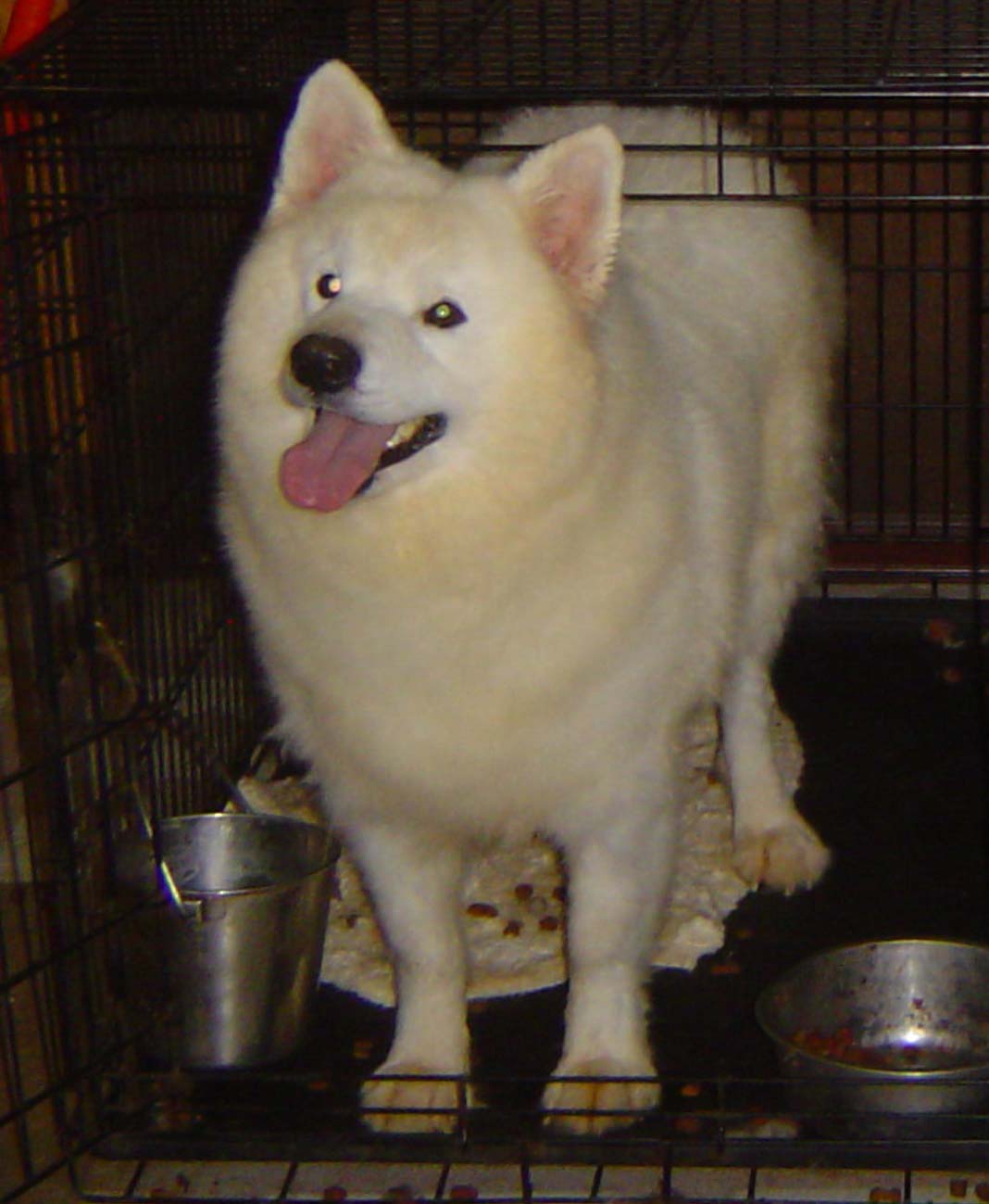Kendara Samoyeds - State Licensed