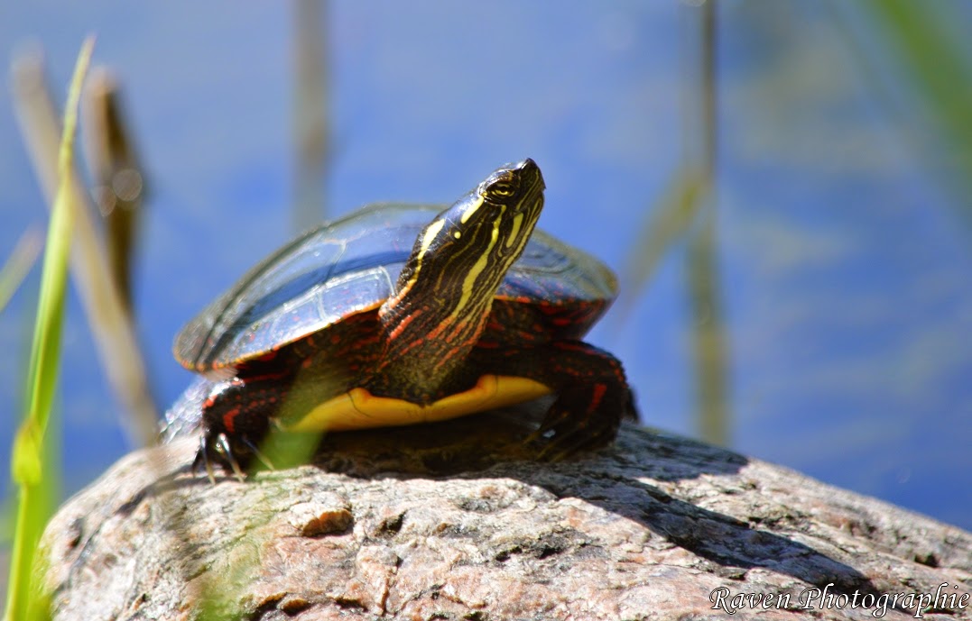 BLOG RAVEN PHOTOGRAPHIE: La Tortue peinte ( Québec )