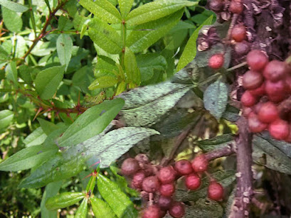 तिमूर का पेड़ कई औषधीय गुणों से भरपूर