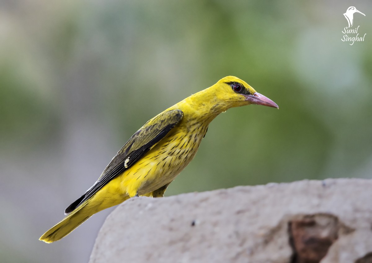 Indian Birds Photography: (delhibirdpix) Eurasian Golden Oriole ...