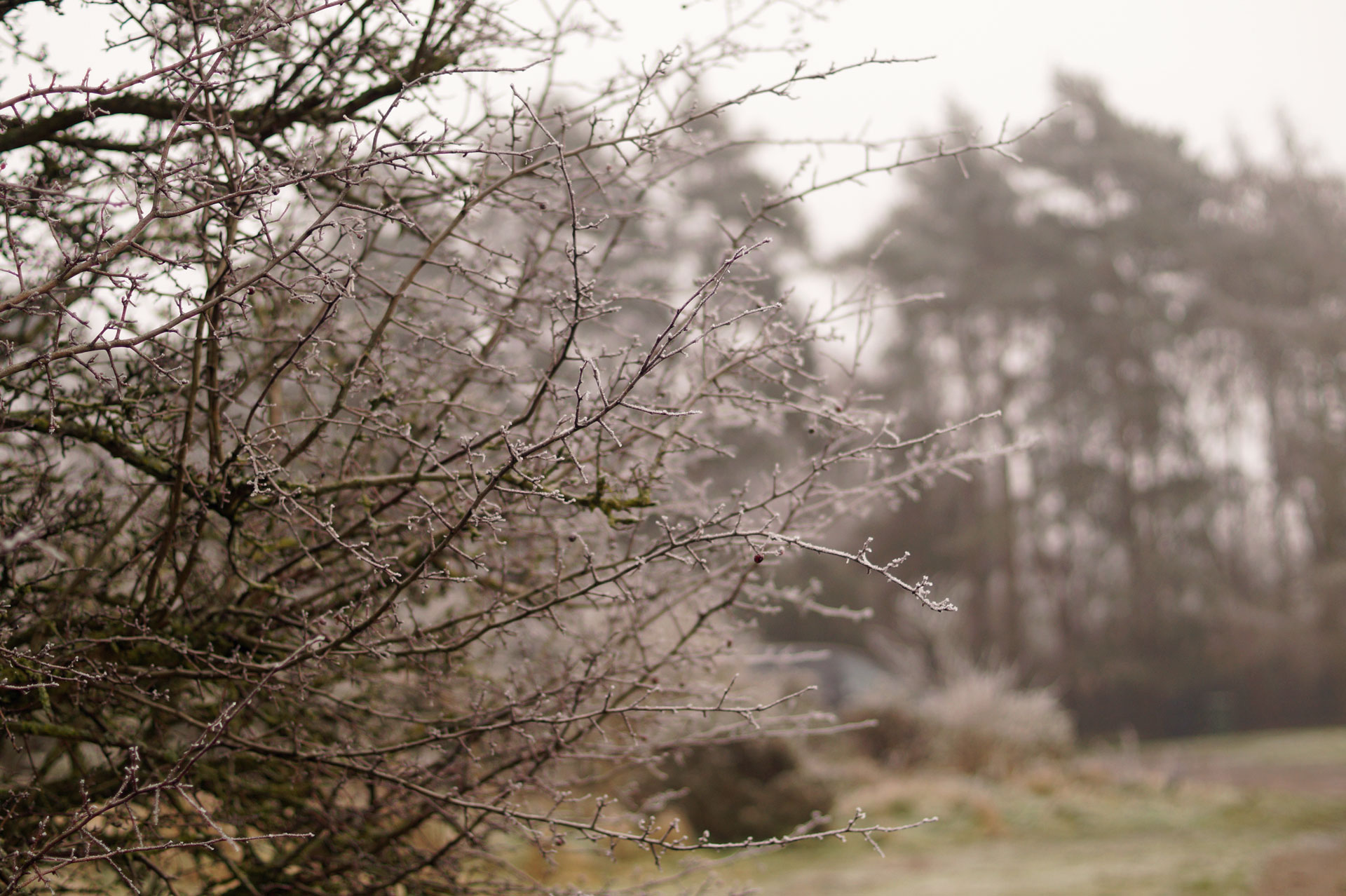 Frost pocket - Sophie in the Sticks