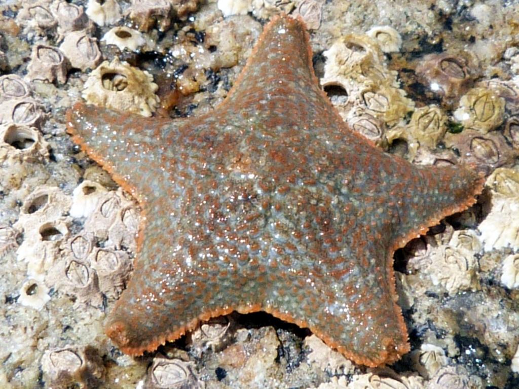 Taxonomía invertebrados no artrópodos: Phylum Echinodermata