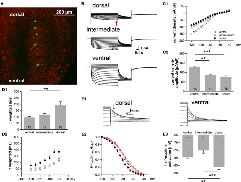 Product Review: MAP-2-A Versatile Neuron Marker | Stratech Scientific