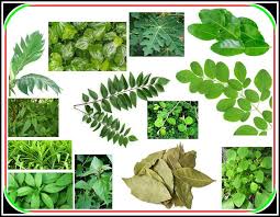 IndianJadiBooti.com: medicine leaves in aayurved