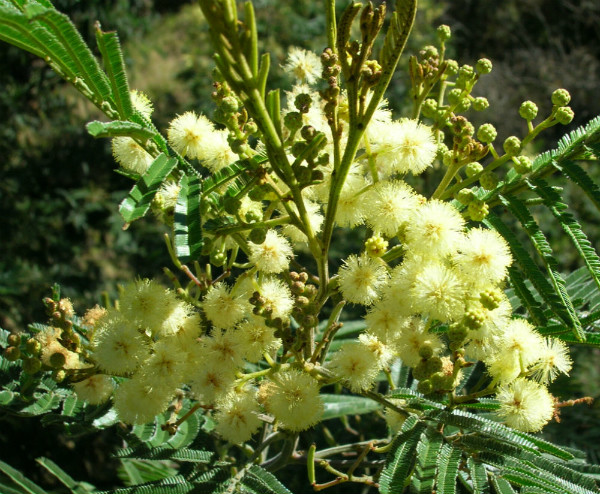 Flowering Petals: Acacia