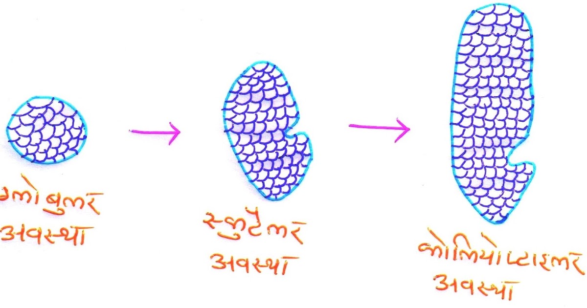 Somatic embryogenesis- Procedures and requirements for embryogenesis ...