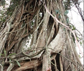 Petak Semai: POKOK ARA JEJAWI