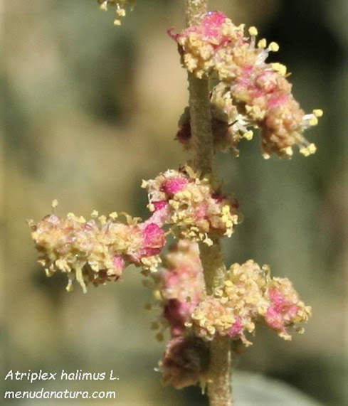 Menuda Natura: Atriplex halimus L.