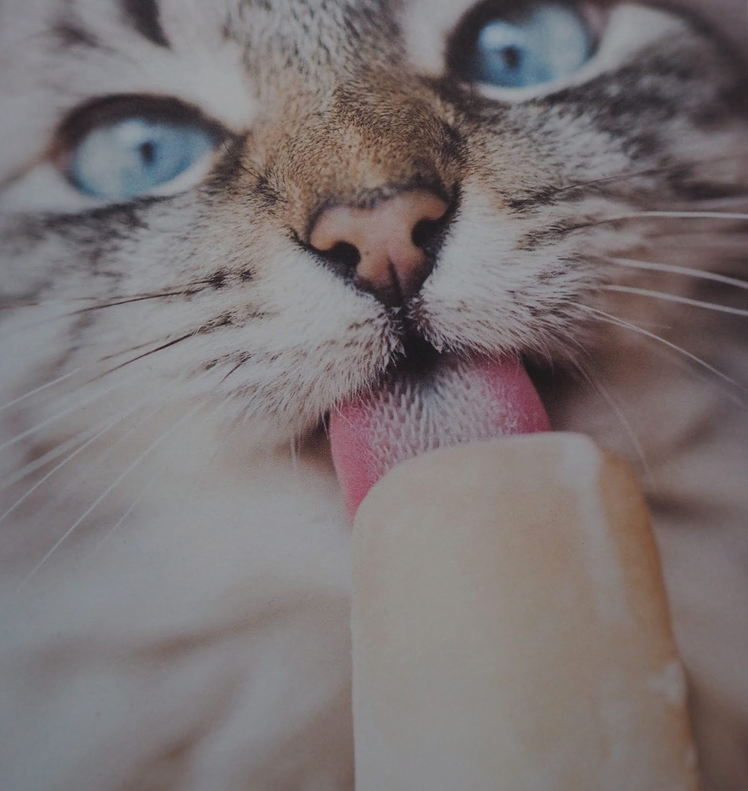 Lingonberry House: Insta cats