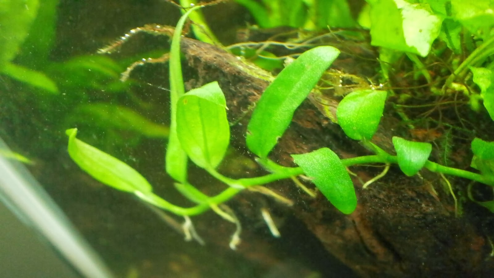 It's All About Aquascaping!: Piptospatha sp in my tank