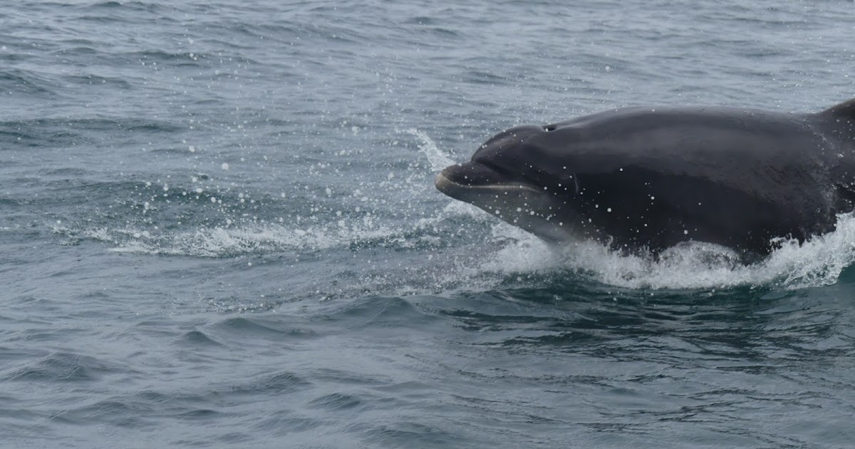 The Outdoor Traditionalist : Cornish Dolphin Pod