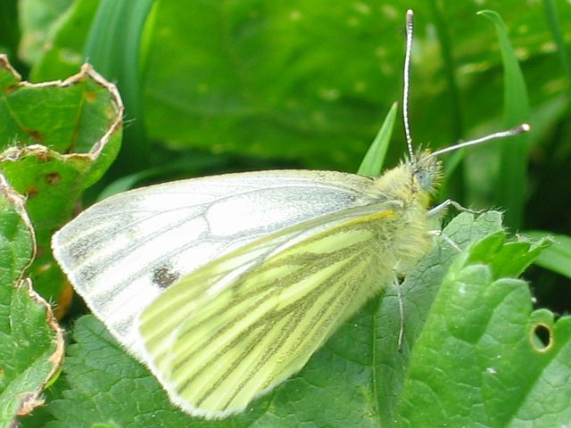 Pieris Napi | The Life of Animals