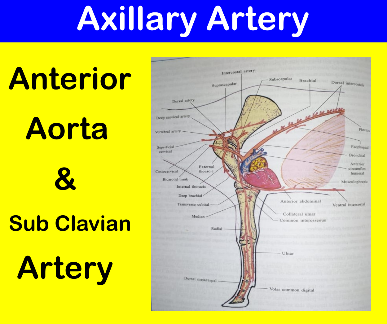 Axillary Artery | Angiology | Anjani Mishra