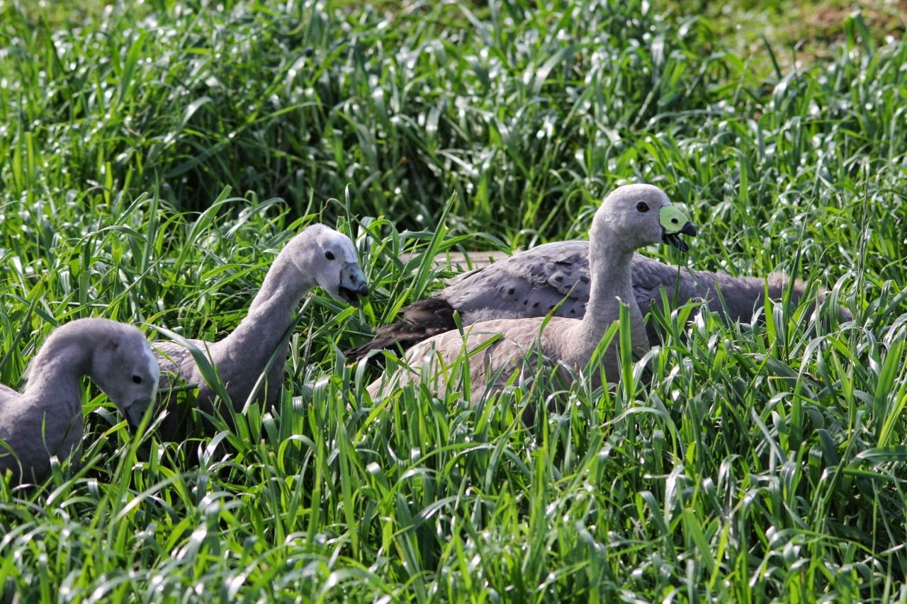 Pete's Flap Birding Aus: Bird Week Day 1 - Young Cape Barren Geese families