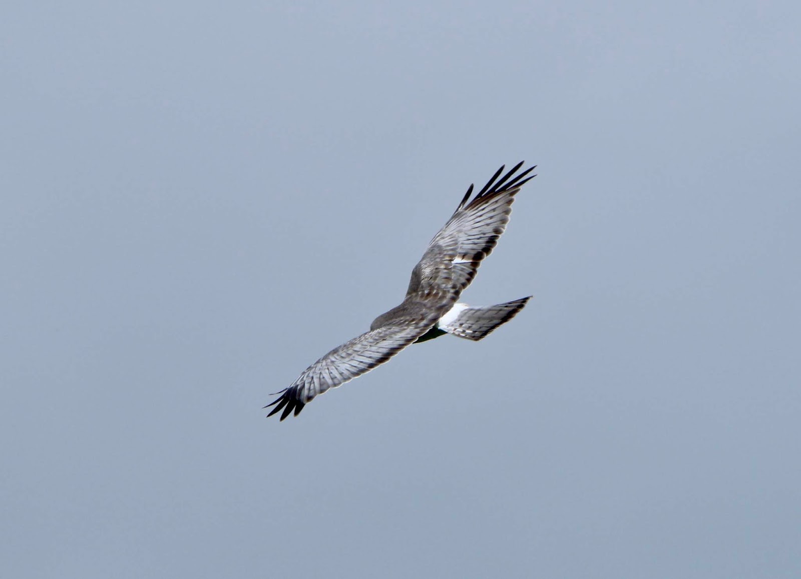 Various Oregon Birding Piks: Northern Harrier