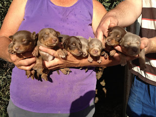 Silver Star Kelpie Stud