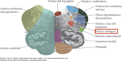 MEDICINA INTENSIVA CUSTOMIZADA