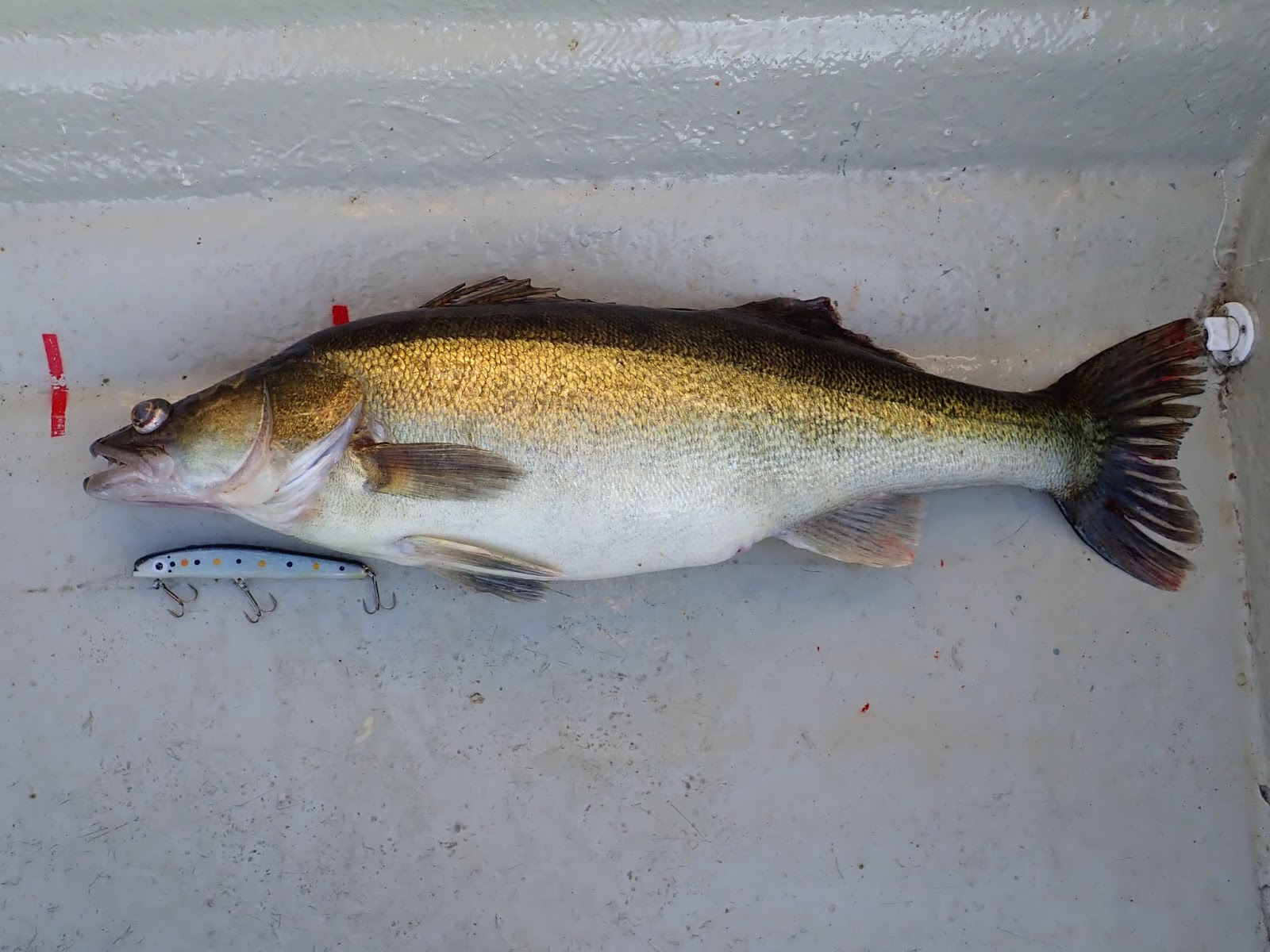 Malexander Sportfiskeklubb: Sportfiskeklubbarnas fångster 2019