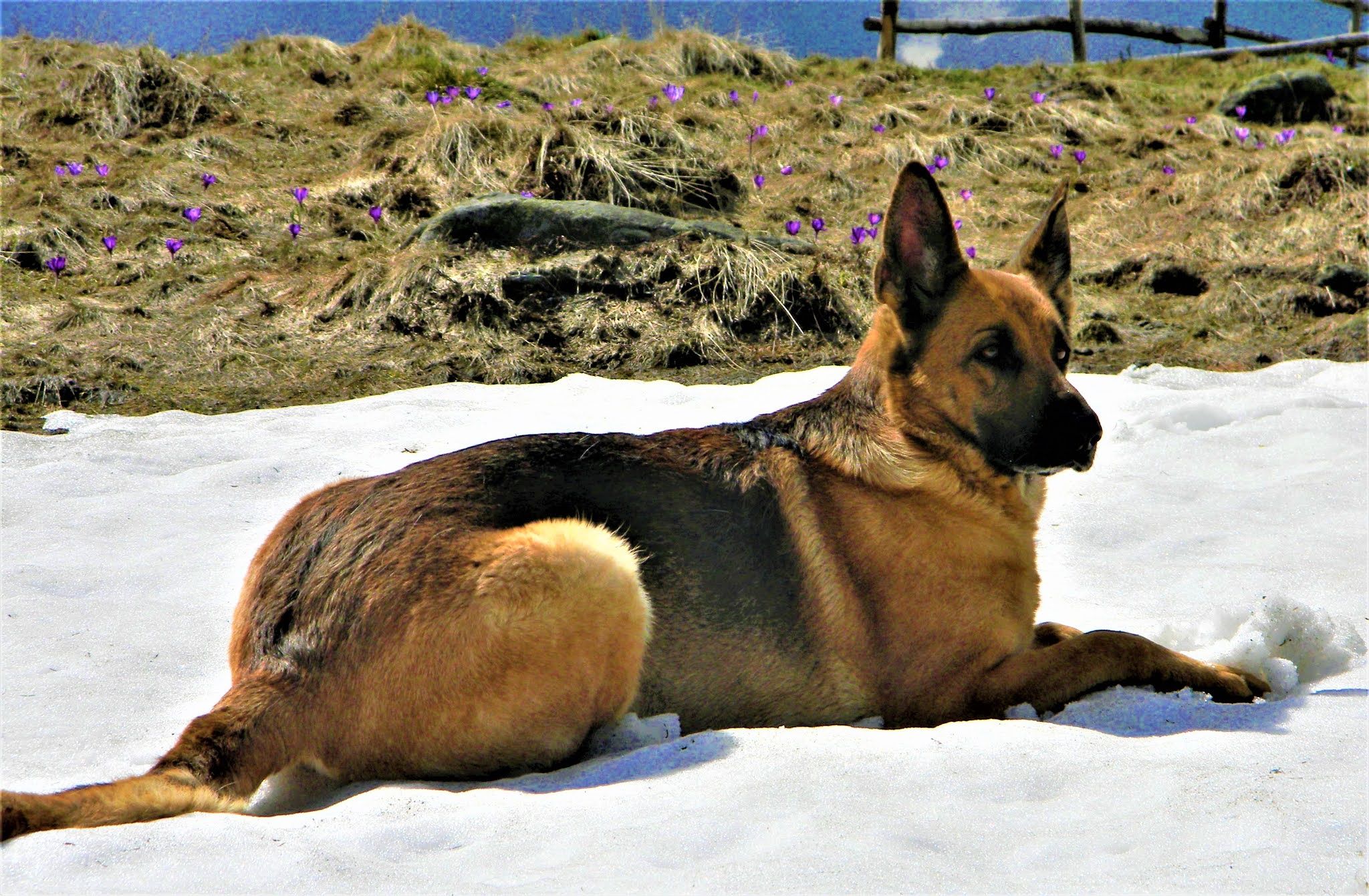 Traseu 6: Toplita - Lacul Iezer/Rezervatia Calimani (traseu off-road)