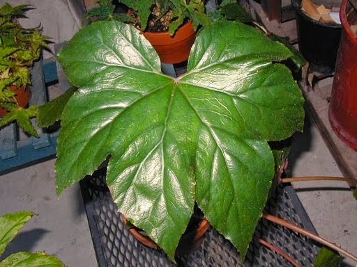 Всё о бегониях и не только...: Begonia 'Big Mac'