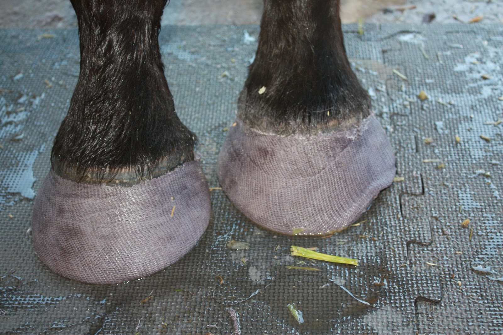 The Glorious Hoof: Adventures with Hoof Casts