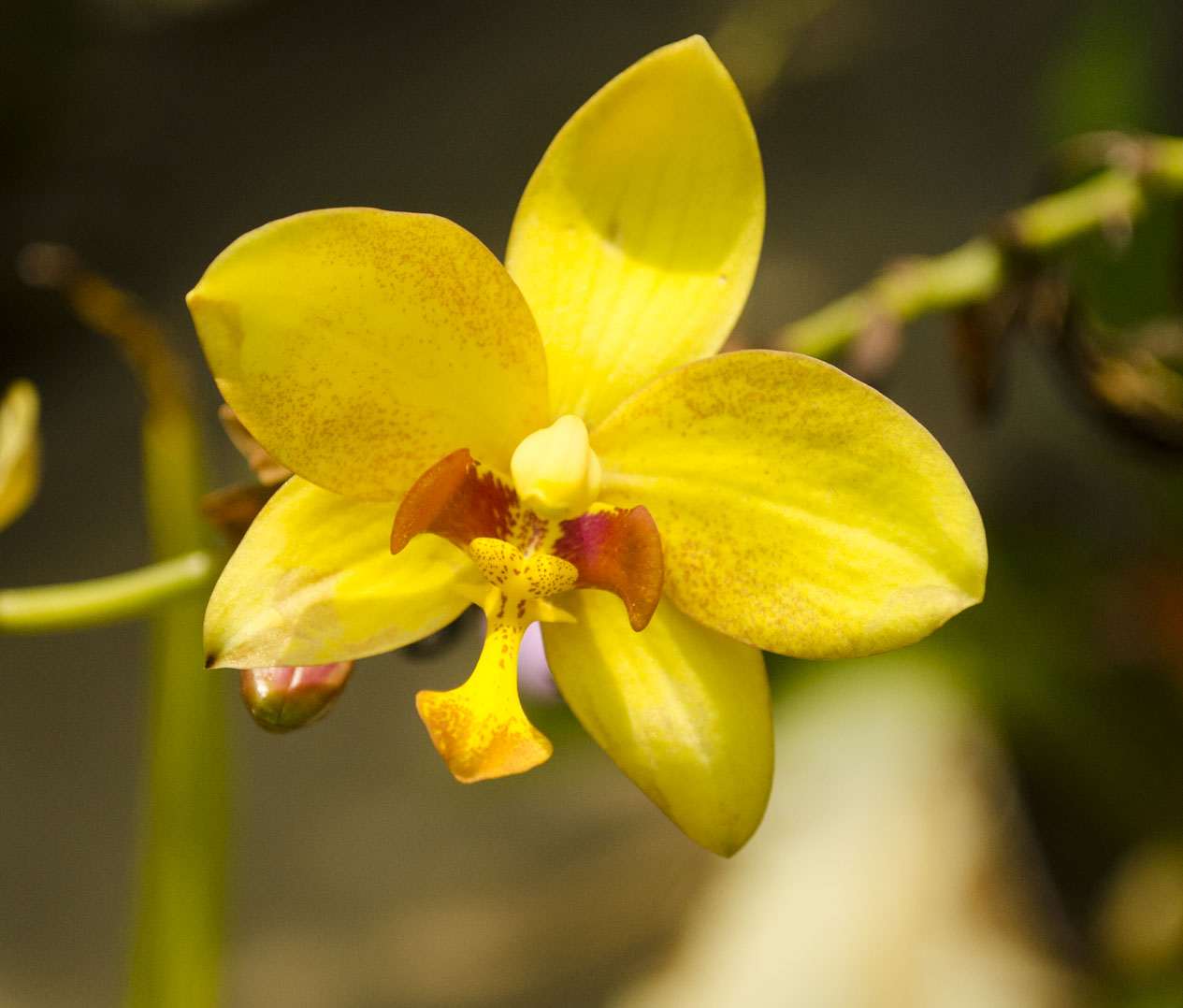 GAMASALAH: Khasiat Bunga Anggrek