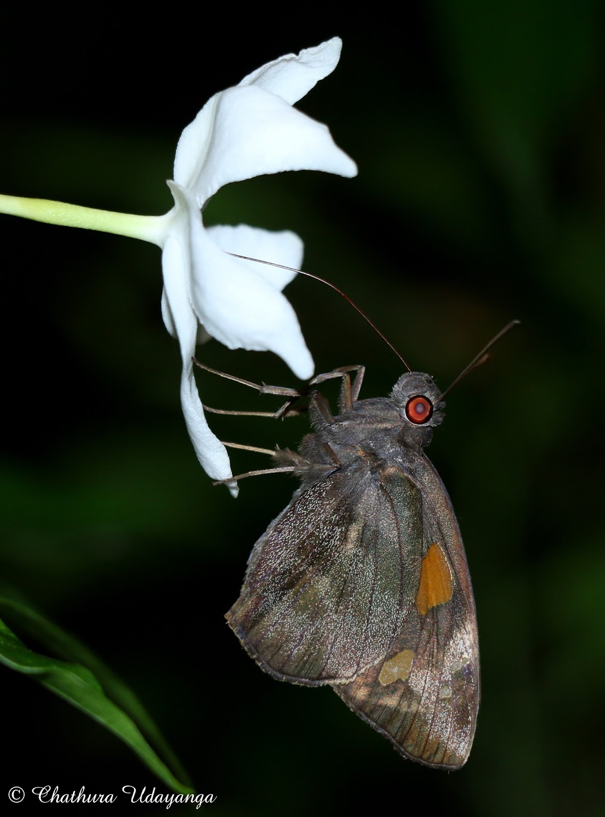 Nature Of Srilanka: Giant Red eye (Gangara thyrsis clothild) - මාර තැසියා