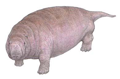 In Search of 'Mamiwata': Ancestral Manatee Fossil Found in Senegal
