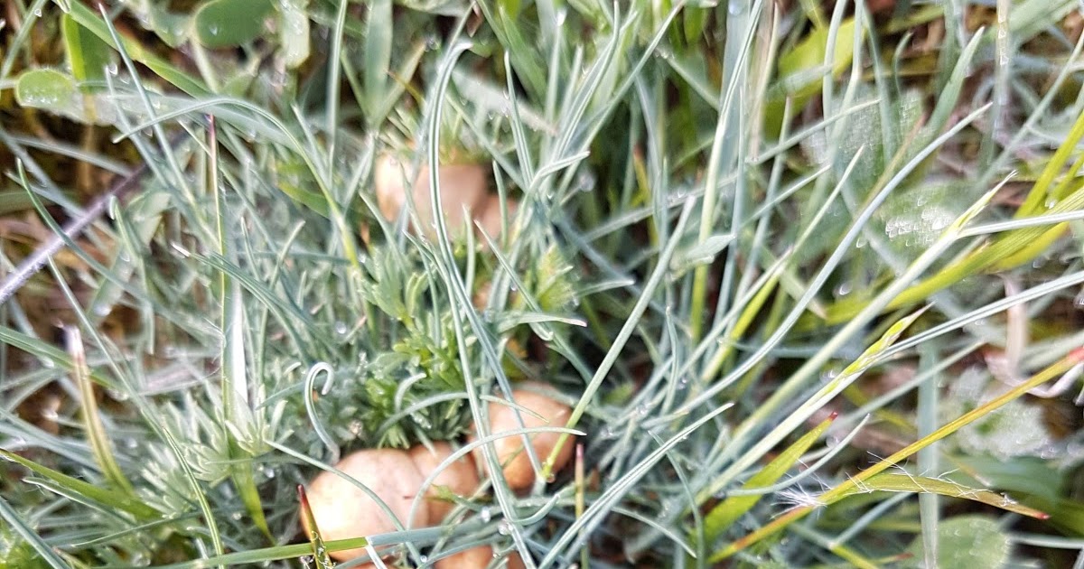 L'Astoret: Mes carreroles.