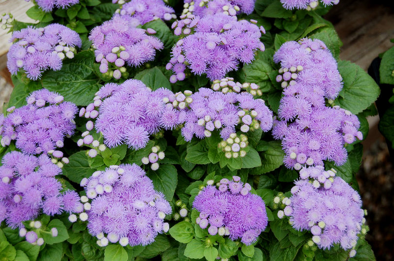 List of Floriculture Flowers | Agriculture, Technology, and Business Market