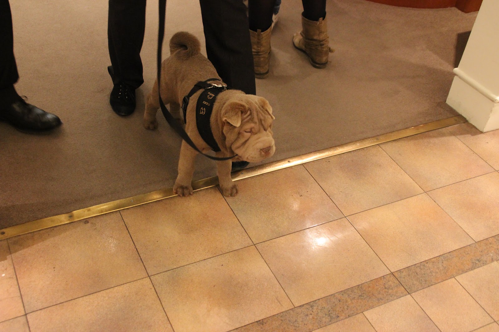 The Mr. Hunter Wall: Harrods Pet Kingdom