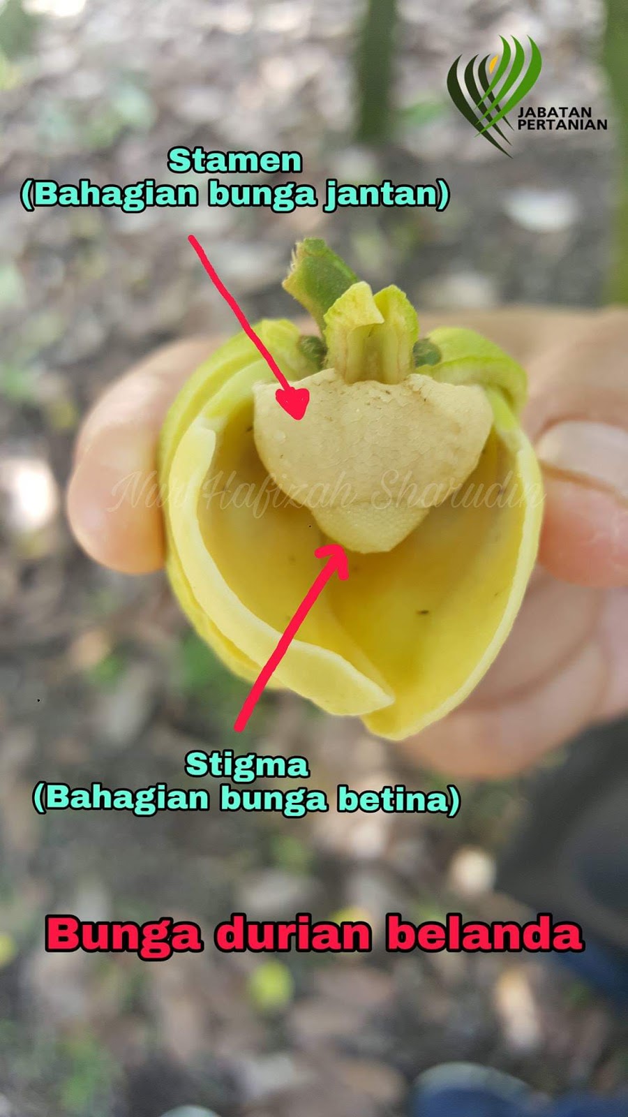 Nur Hafizah Sharudin's Blog: KENAPA BENTUK BUAH DURIAN BELANDA (Annona muricata) BENGKOK?