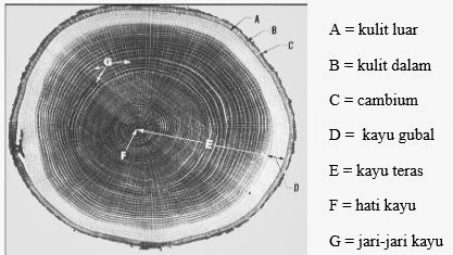 Kayu | ab architects