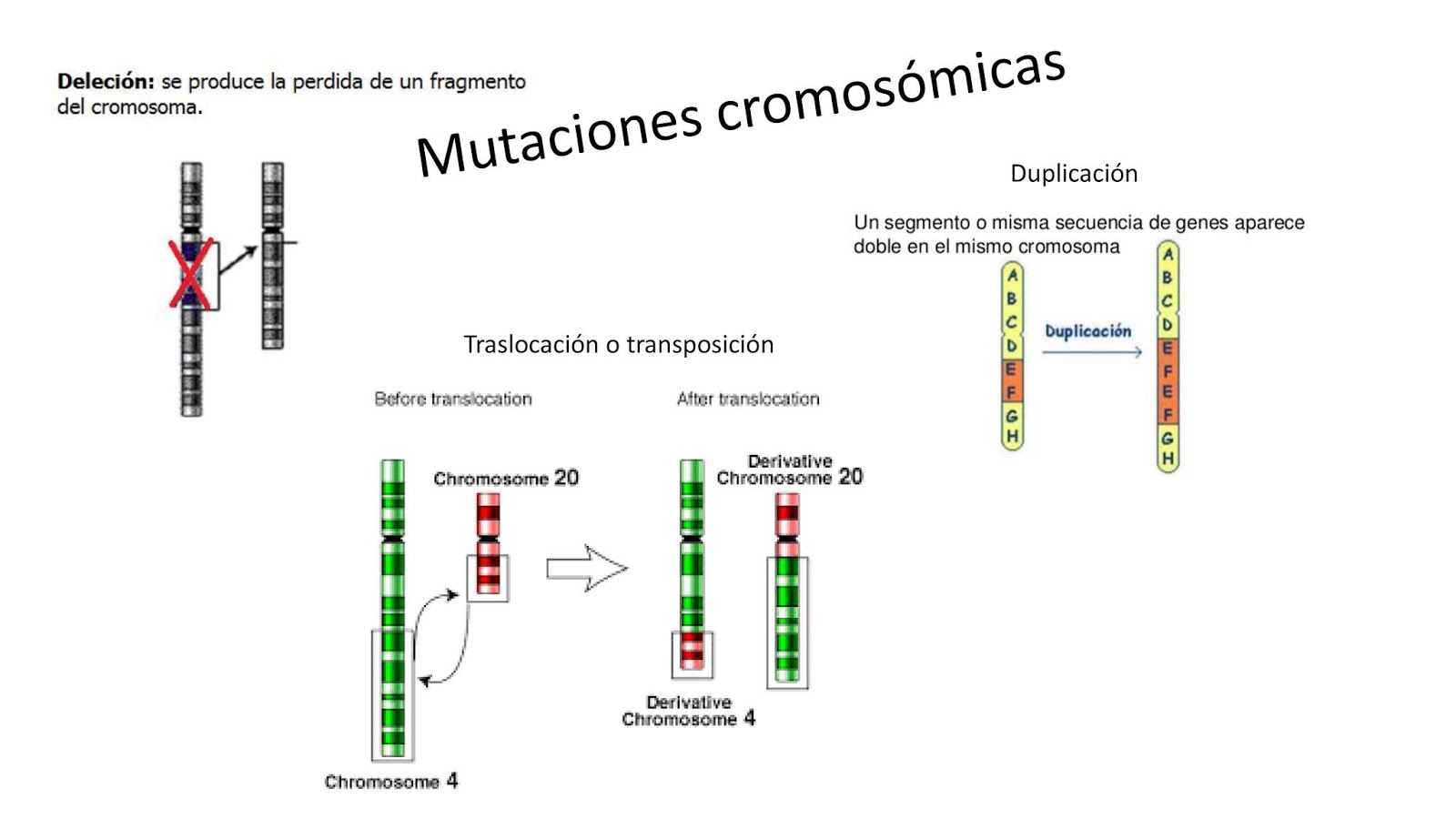 Segundo Nivel Enseñanza Media (3°-4° Medio): Mutaciones