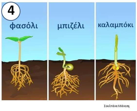 ΝΗΠΙΟΚΑΜΩΜΑΤΑ: ΑΠΟ ΤΟ ΣΠΟΡΑΚΙ ΣΤΟ ΦΥΤΟ