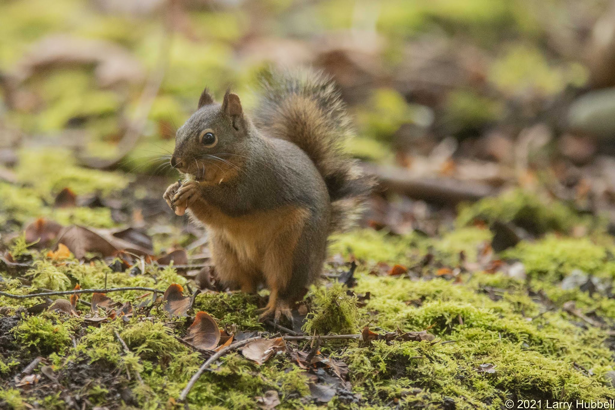 Union Bay Watch : A Chickaree Resurgence