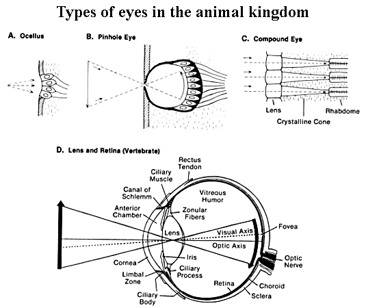 my eyes is the mirror of my heart: Types of eyes